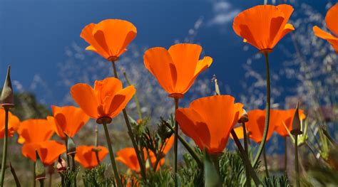 Why Is The California Poppy The State Flower Because Tees Because Tees