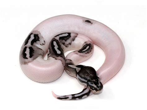 Lightning Pied Ball Python