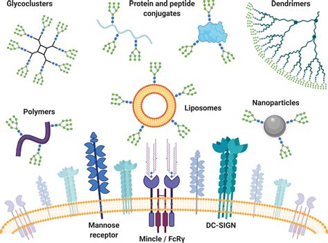 Overview Of Carrier Systems Used For Multivalent Glycan Display