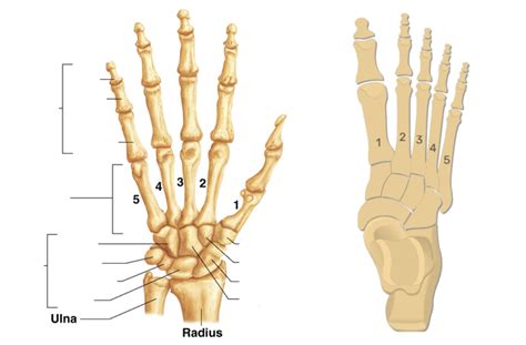 Manuspedal Bone Diagram Diagram Quizlet