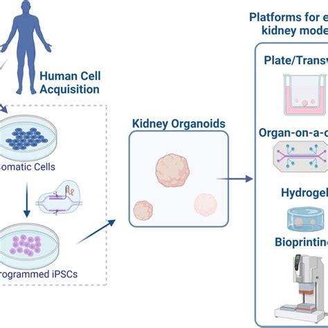 A Schematic Diagram For Differentiation Reprogramming And Download Scientific Diagram