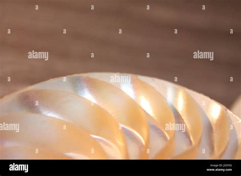 Nautilus Shell Symmetry Fibonacci Half Cross Section Spiral Golden