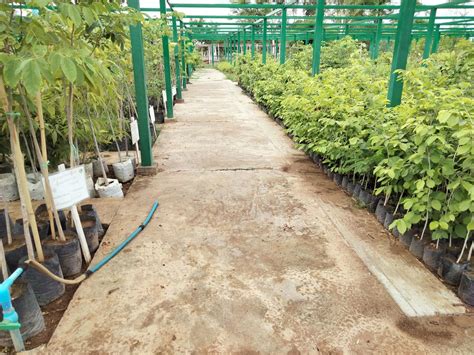 နတ်မောက်မြို့နယ် သစ်တောဦးစီးဌာနမှ မြို့မပျိုးဥယျာဉ်တွင် ၂၀၂၅ မိုးရာသီ