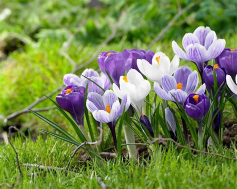 Very Early Spring Flowers