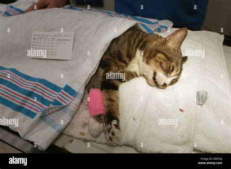 How Long Do Cats Stay Under Anesthesia at Joseph Milligan blog