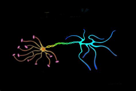 Motor Learning And Dendritic Spines How Learning Persists To Form