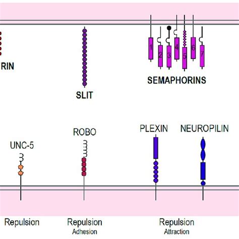 Simplified Scheme Of The C Elegans Nervous System The C Elegans Download Scientific Diagram