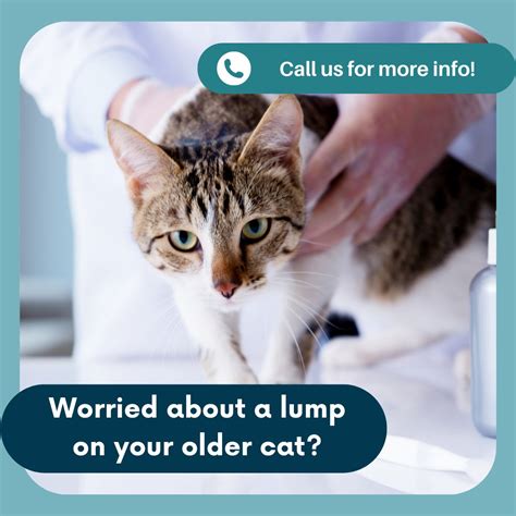Jersey Finding A Lump On Your Senior Cat Can Be Worrying 🐱 Common