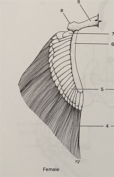 Female Shark Pelvic Girdle Diagram Quizlet