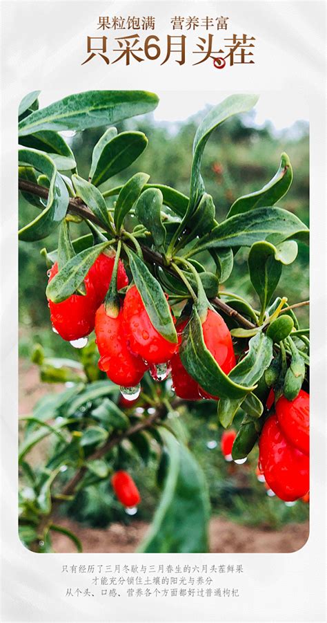 虎标枸杞 枸杞子宁夏 红枸杞中宁110g罐装瓶装粒大肉厚枸杞干泡茶 天猫