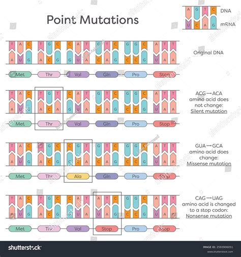 Dna Substitution Deletion Insertion Point Mutations Stock Vector