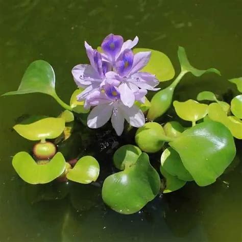 Water Hyacinth Facts Care And Planting Guide Eichhornia Crassipes