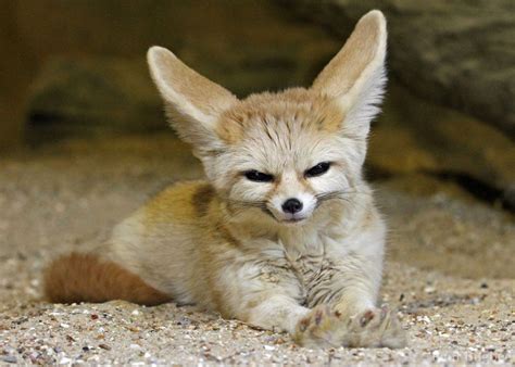 Fennec Poids Taille Longévité Habitat Alimentation Dictionnaire Des Animaux