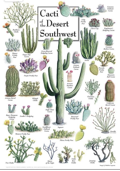Desert Plants Landscaping Types Of Cactus Plants Cactus Garden