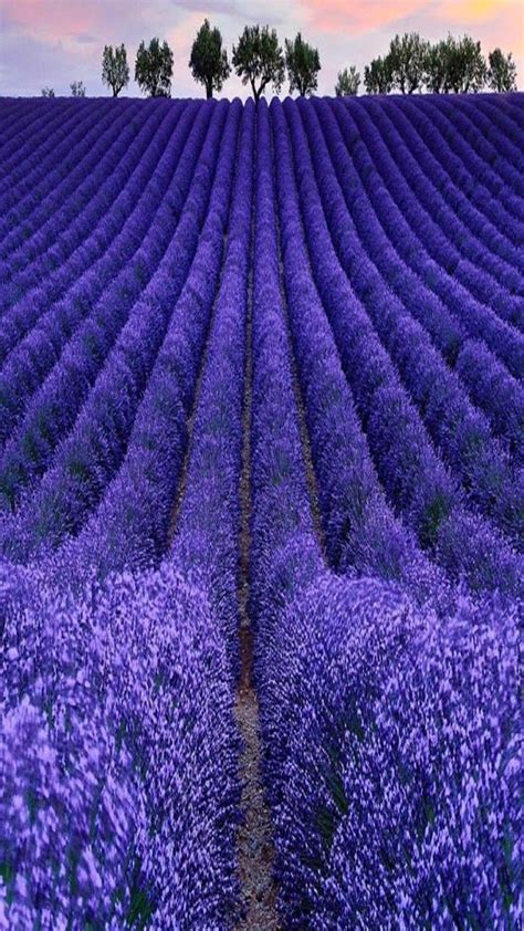 40 My Gardens Ideas Dream Garden Garden Inspiration Outdoor Gardens