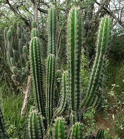 Top 18 Columnar Cacti With Pictures Askgardening