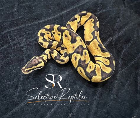 Pastel Enchi Het Clown Het Desert Ghost 50 Het Pied Ball Python By Selective Reptiles Morphmarket