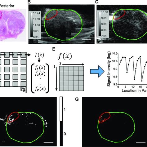 Texture Based K Means Clustering Feature Learning A Example Whole Download Scientific