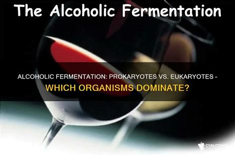 Alcoholic Fermentation Prokaryotes Vs Eukaryotes Which Organisms