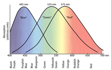 The Many Types Of Color Blindness