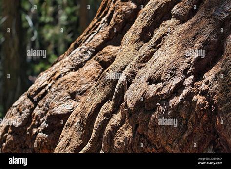tree trunk detail tree bark grizzly giant sequoia sequoioideae