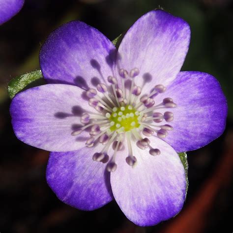Hepatica Japonica Asamoya Staudengärtnerei Peters