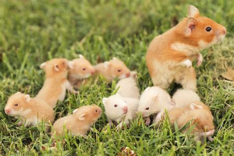 Keep Syrian Hamsters Solitary