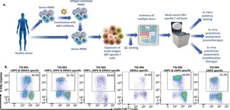Generation Of Allogeneic ‘off The Shelf Ebv Specific T Cells Using
