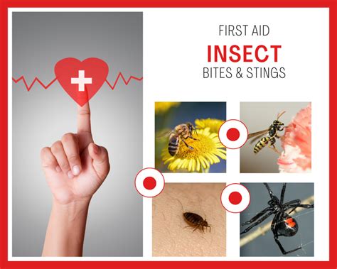 First Aid For Bites And Stings Sydneys Best Pest Control 1800 819 189