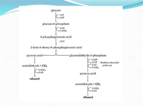Entner Doudoroff Pathway Pptx Chemistry Science