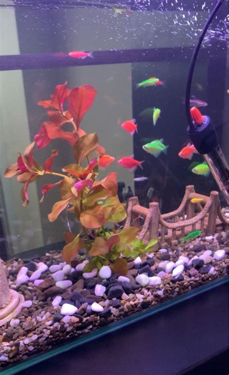 Акваріум з рибками в подарунок 1 000 грн Акваріумістика Київ на Olx
