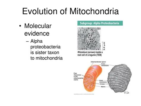 Ppt Protist Evolution Powerpoint Presentation Free Download Id599693