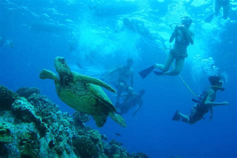 Maui Snorkeling Molokini Crater And Turtle Town Aboard Pride Of Maui