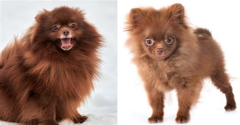 포메라니안 종류 18가지 털 색깔과 무늬로 구분해요 비마이펫 라이프
