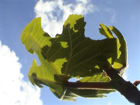 Rhizomorphic Rhizomorphic