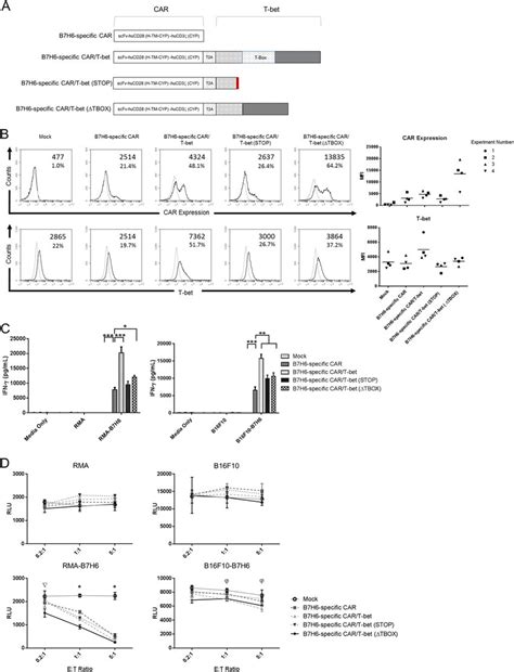 T Box Domain Of T Bet Is Not Required For Enhanced Efficacy Of CAR T Download Scientific
