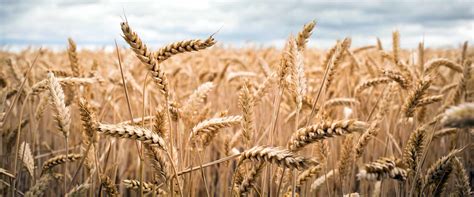 What Is The Best Commodity Etf