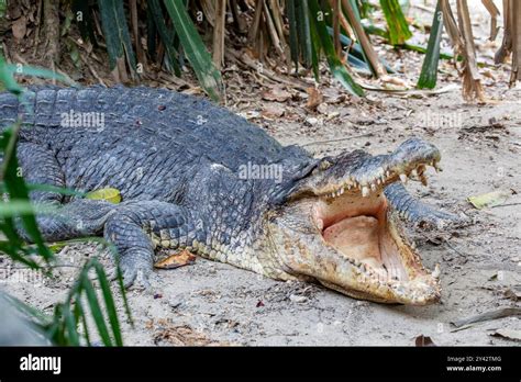 The Saltwater Crocodile Crocodylus Porosus Is A Crocodilian Native To