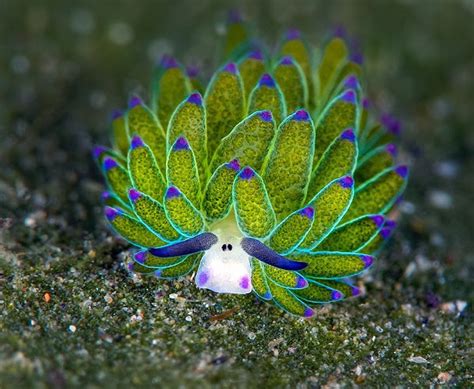 The Leaf Sheep Sea Slug Costasiella Kuroshimae