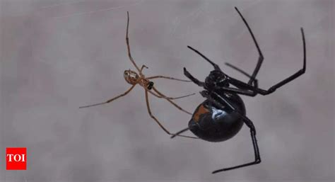 Male Black Widow Spider Images