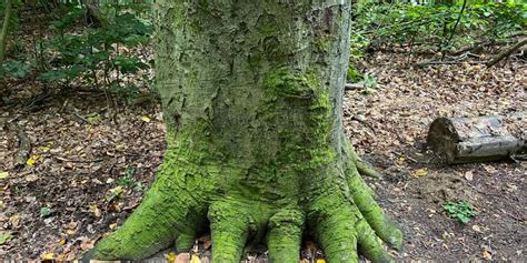 Robert Priebe Phd Parks Planning Institutional Theory On Linkedin Announcement Urban