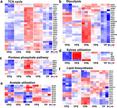Integrating Transcriptomic And Metabolomic Analysis Of The Oleaginous Yeast Rhodosporidium