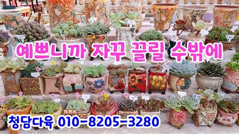 230907📍청담다육 알사탕 펀퀸 백봉 벤바디스 홍포도 핑클루비 핑크플로라 히아리움 아르제 패리도트 동금 Youtube
