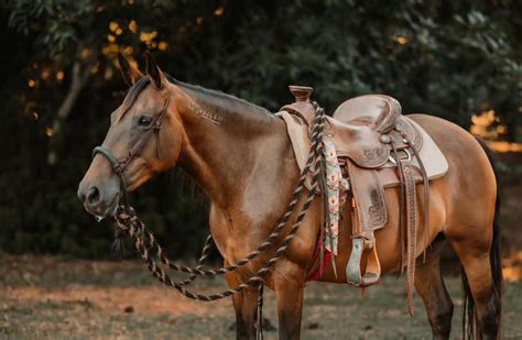 Blm Mustang Hub As A Dutch Girl Who Is Following This Page Just To