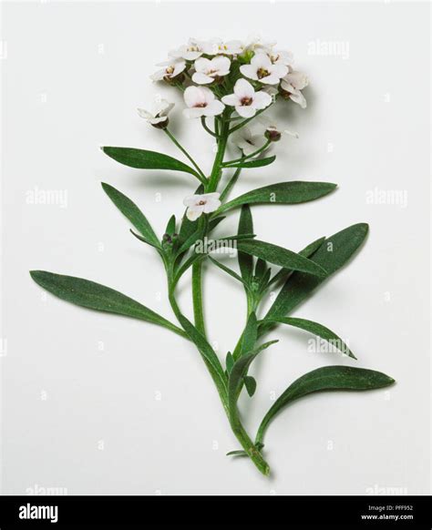 Lobularia Maritima Sweet Alison Branch With Dark Green Leaves Dense