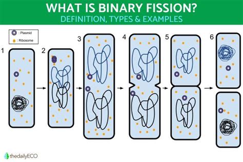 what is binary fission in biology stages and types