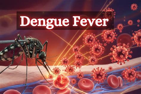Dengue Fever What You Need To Know Physio Talk Official
