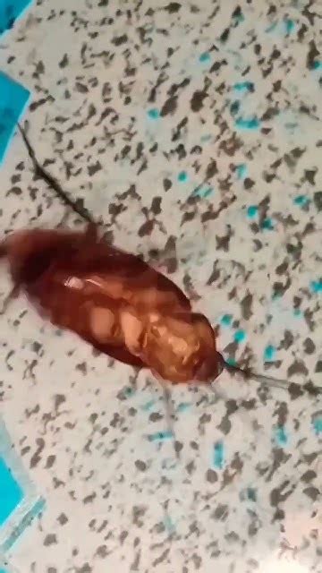 Dancing Cockroach 😂 Youtube