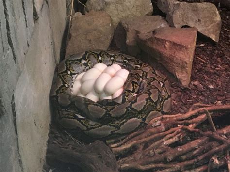 Its Not Everyday You See A Reticulated Python Laying Eggs