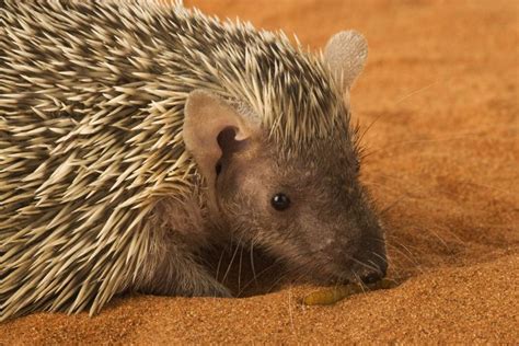 10 Animals That Use Echolocation